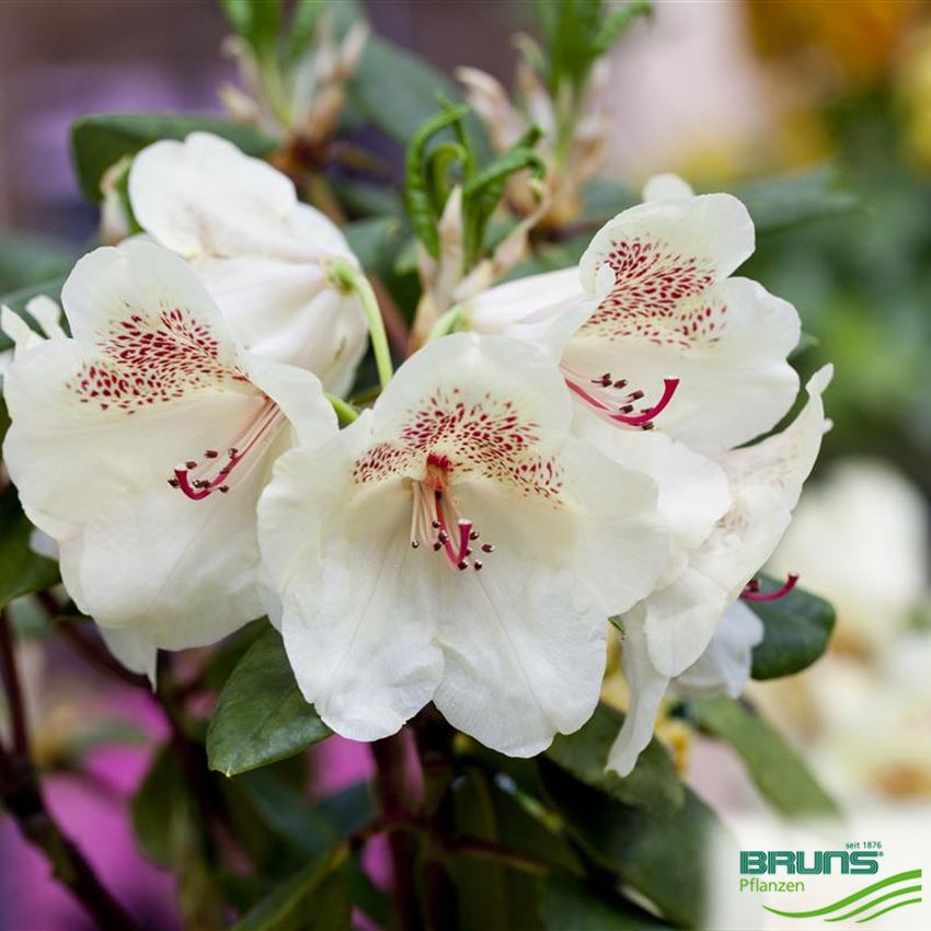 Rhododendron 'Viscy' von Bruns Pflanzen