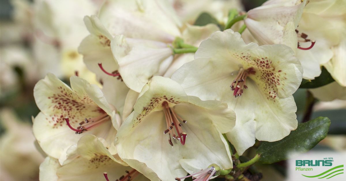 Rhododendron 'Viscy' von Bruns Pflanzen