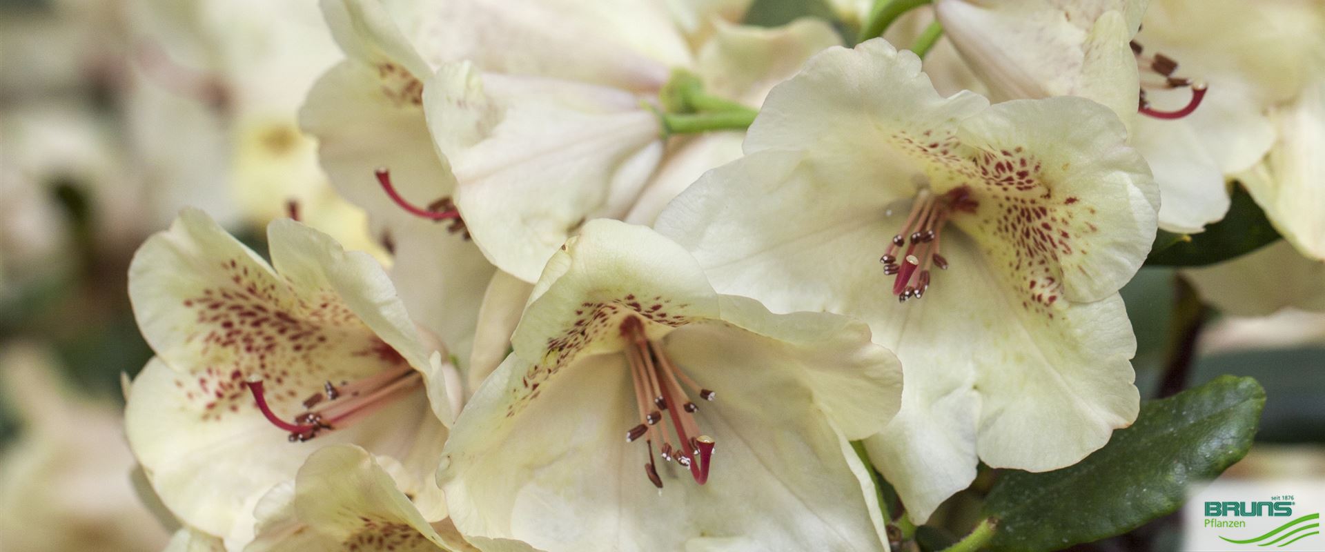 Rhododendron 'Viscy' von Bruns Pflanzen