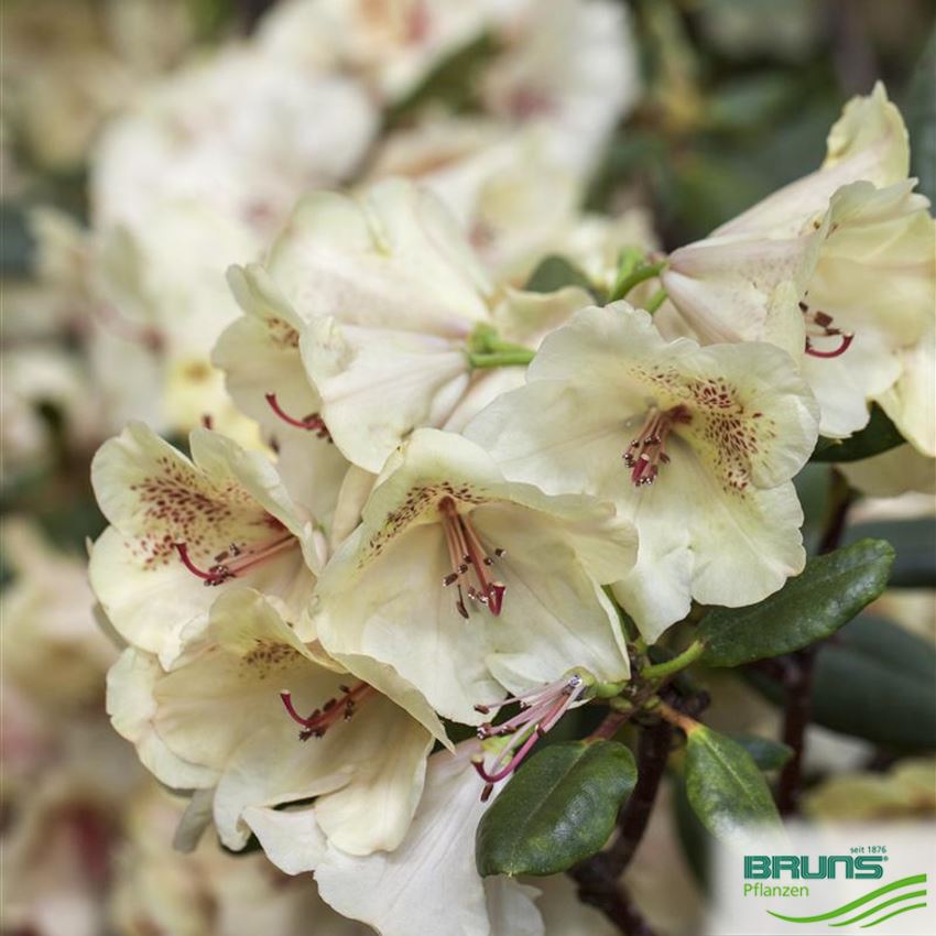 Rhododendron 'Viscy' von Bruns Pflanzen