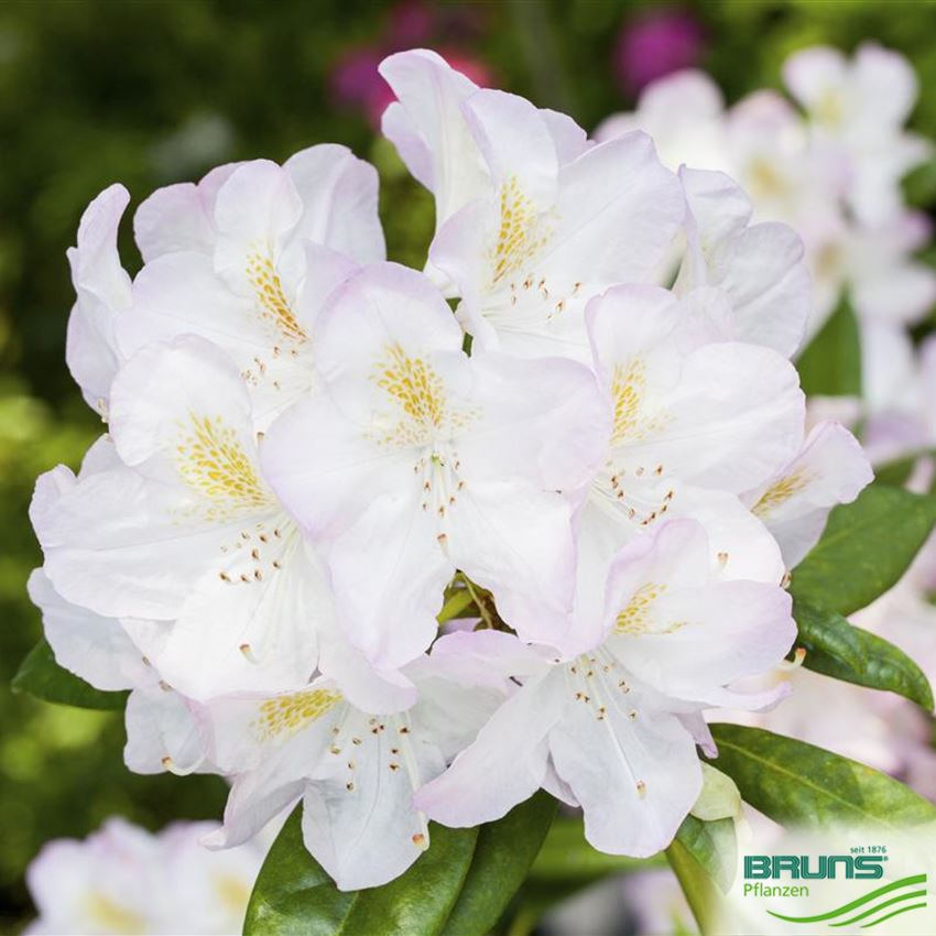 Rhododendron Inkarho (R) ins. 'Brigitte' von Bruns Pflanzen