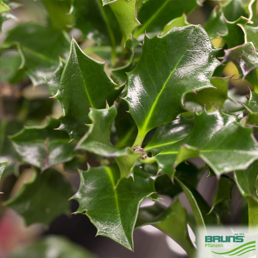 Ilex meserveae 'Blue Angel'(R) von Bruns Pflanzen