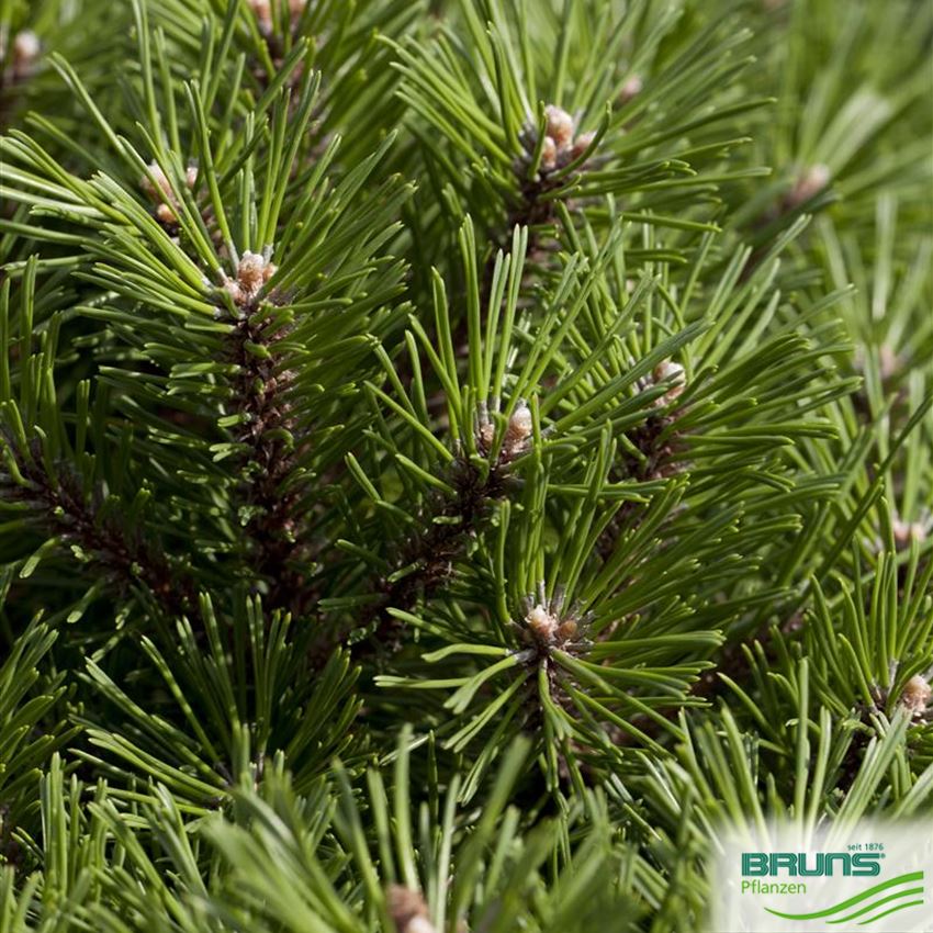 Pinus mugo 'Benjamin' von Bruns Pflanzen