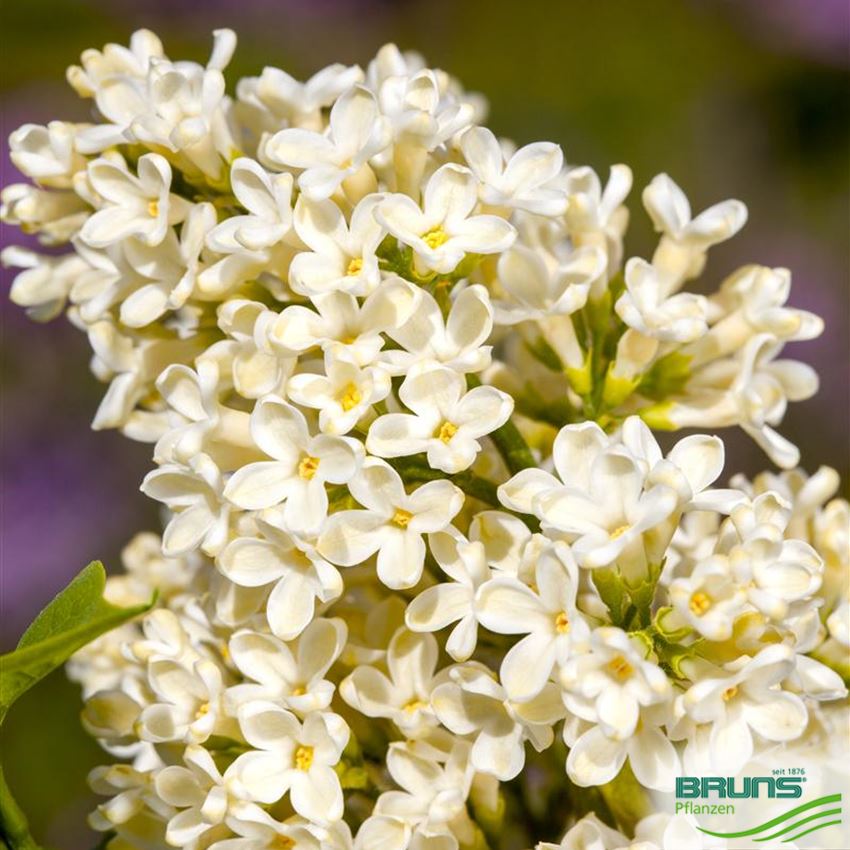 Syringa vulg. 'Primrose' von Bruns Pflanzen