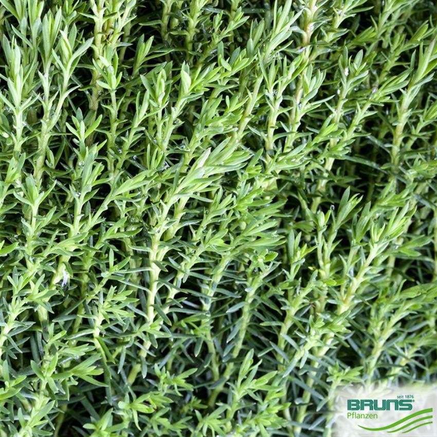 Thuja occidentalis 'Teddy' von Bruns Pflanzen