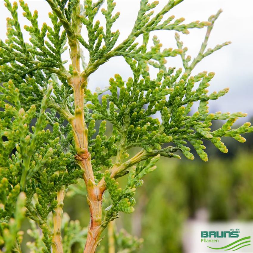 Thuja plicata 'Excelsa' von Bruns Pflanzen