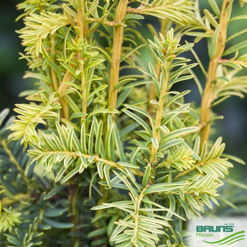 Taxus baccata 'Dovastonii Aurea', Gelbe Adlerschwingen-Eibe von Bruns ...