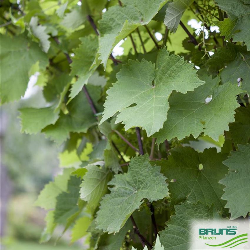 Vitis vinifera von Bruns Pflanzen