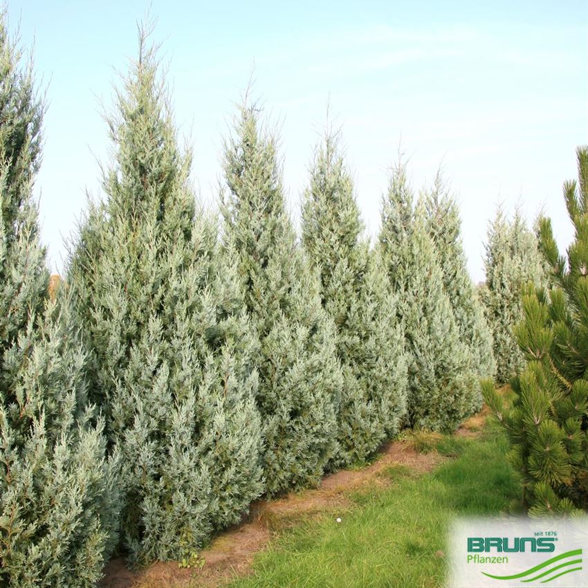 Juniperus scopulorum 'Wichita Blue' von Bruns Pflanzen