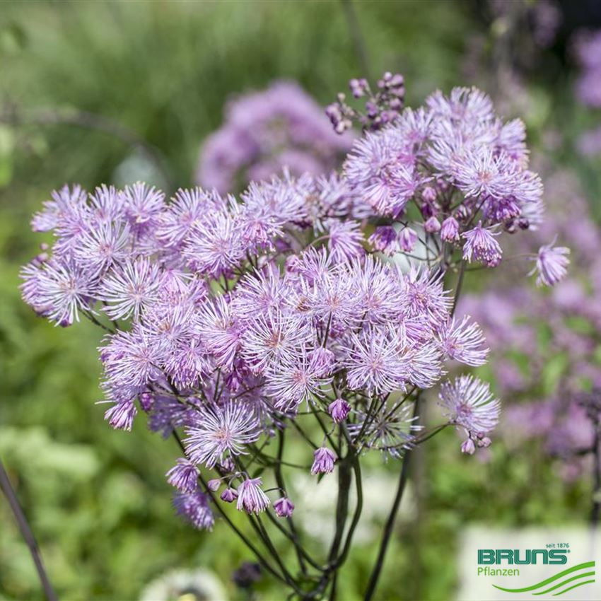 Thalictrum aquilegifolium von Bruns Pflanzen