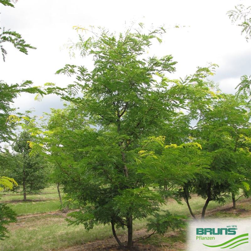 Gleditsia triacanthos 'Sunburst', Gold-Gleditschie von Bruns Pflanzen