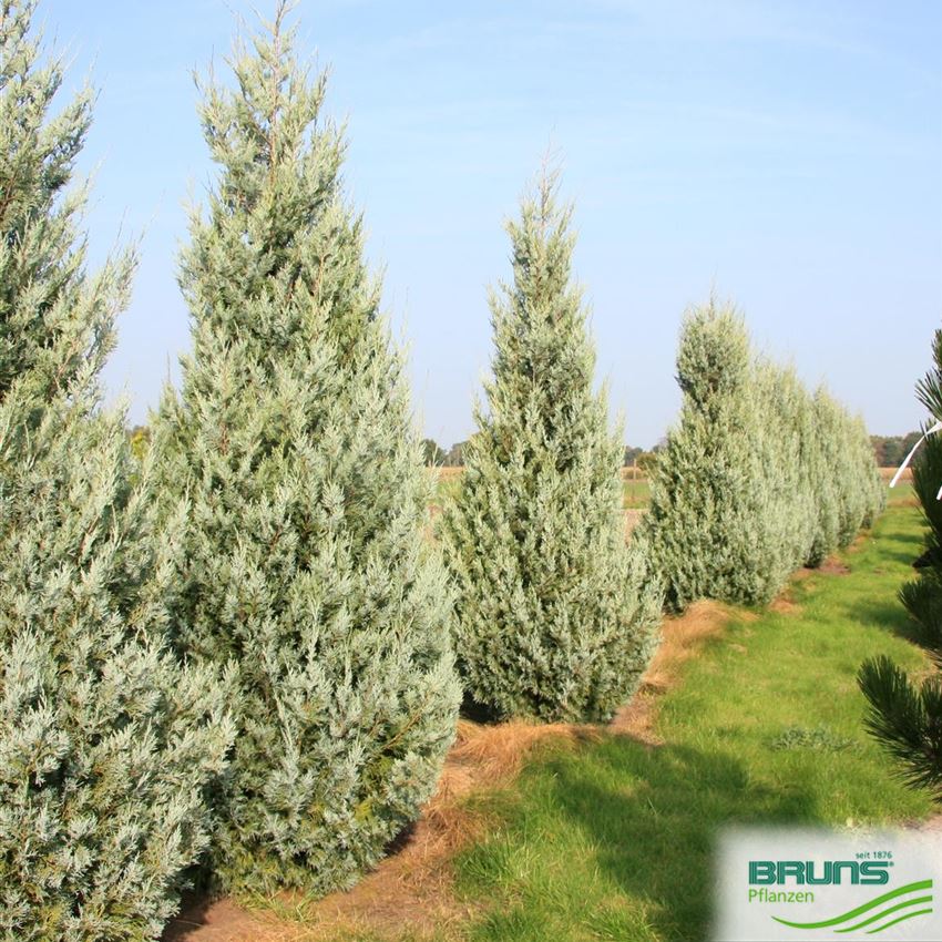 Juniperus scopulorum 'Wichita Blue' von Bruns Pflanzen