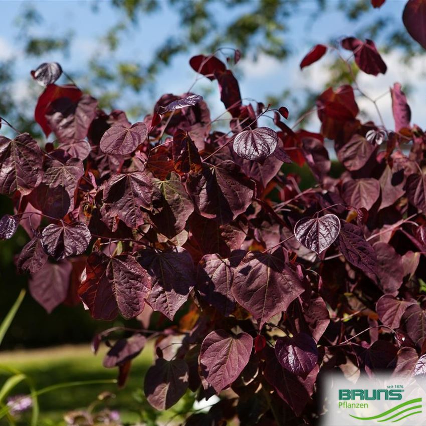 Cercis canadensis 'Forest Pansy' von Bruns Pflanzen