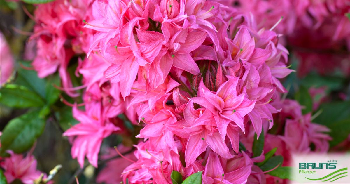 Azalea Knap-Hill 'Homebush' von Bruns Pflanzen