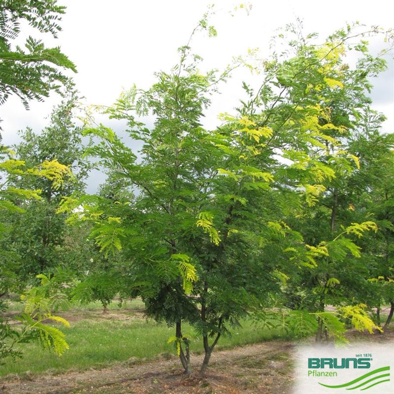 Gleditsia triacanthos 'Sunburst', Gold-Gleditschie von Bruns Pflanzen
