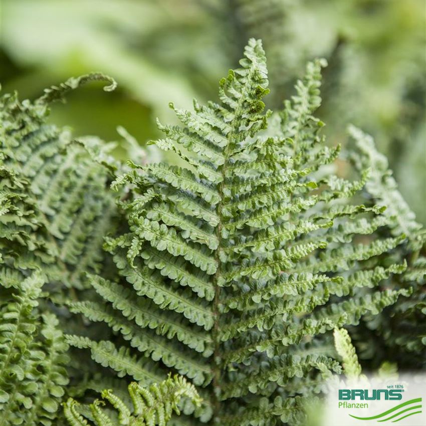 Athyrium filix-femina, Frauernfarn von Bruns Pflanzen