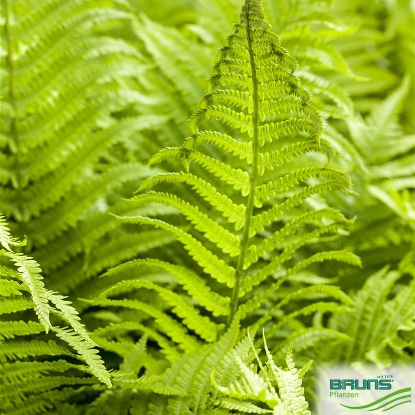 Athyrium filix-femina, Frauernfarn von Bruns Pflanzen