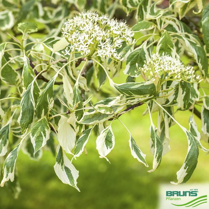 Cornus controversa 'Variegata' von Bruns Pflanzen