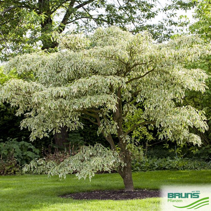 Cornus controversa 'Variegata' von Bruns Pflanzen
