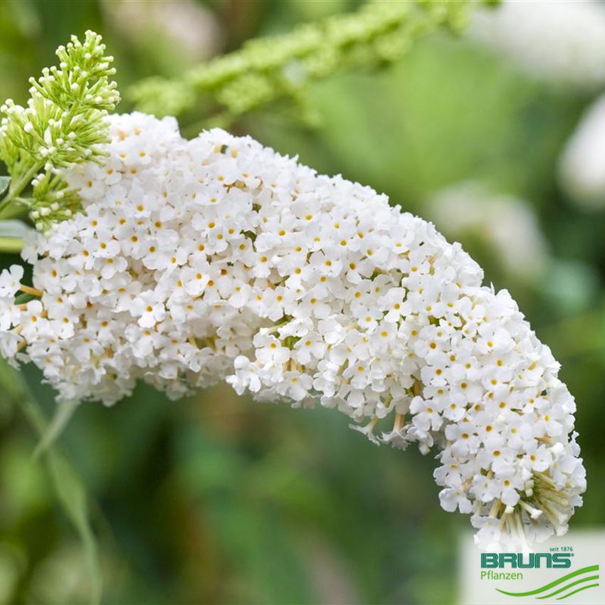 BUDDLEJA 'WHITE BOUQUET' von Bruns Pflanzen
