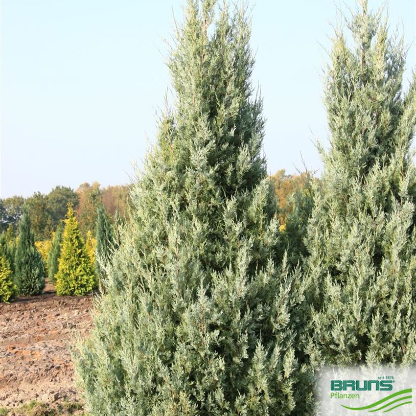 Juniperus scopulorum 'Wichita Blue' von Bruns Pflanzen