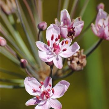 Butomus umbellatus von Bruns Pflanzen