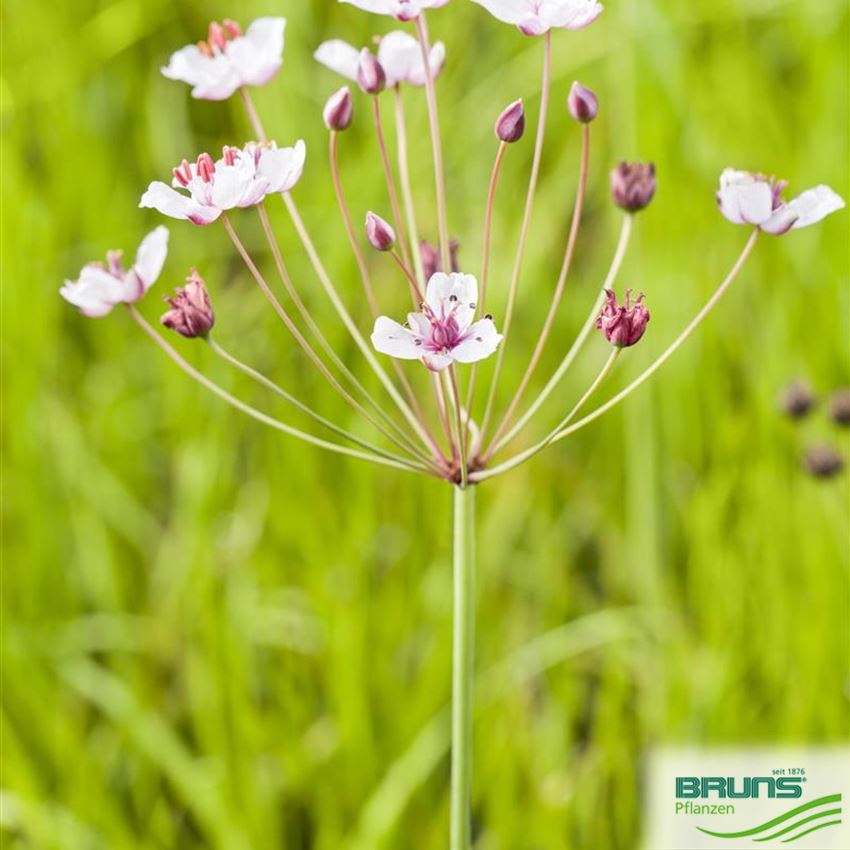 Butomus umbellatus von Bruns Pflanzen