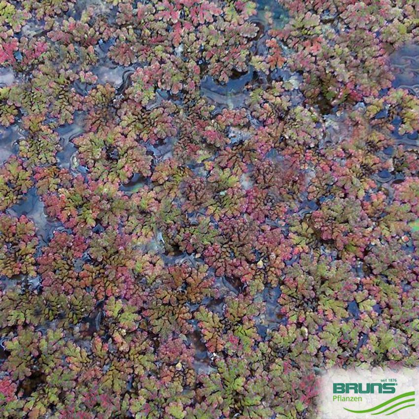 Azolla caroliniana, nordamerikanischer moosähnlicher Schwimmfarn von ...