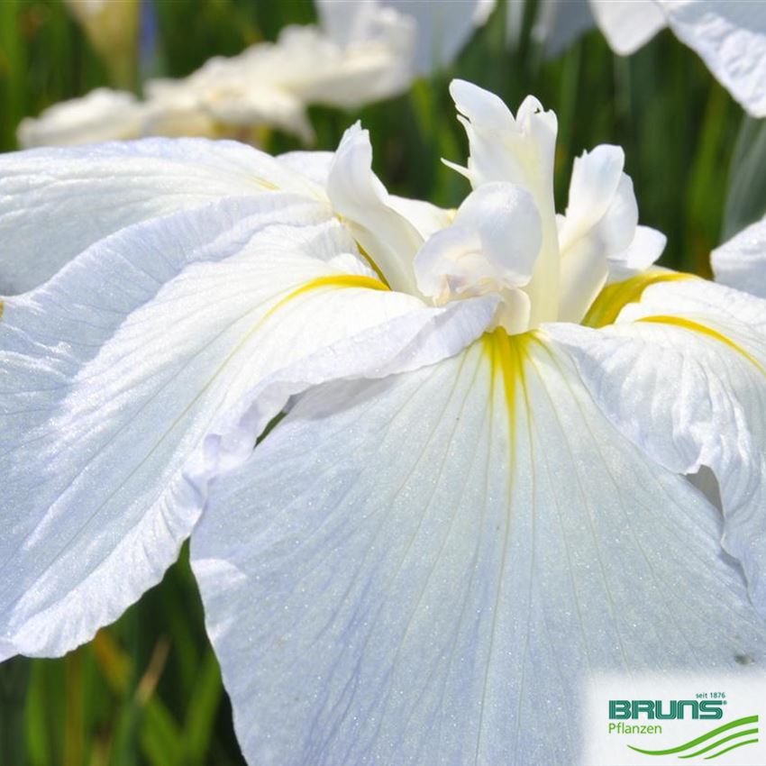 Iris sibirica 'Snow Queen' von Bruns Pflanzen