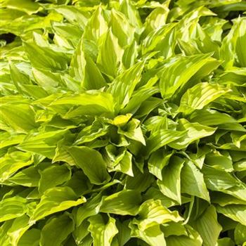 Hosta 'Gold Drop' von Bruns Pflanzen