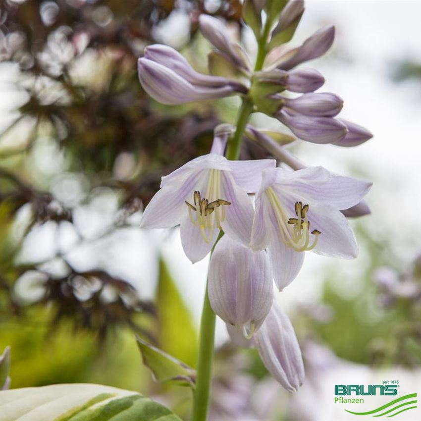 Hosta in Sorten von Bruns Pflanzen