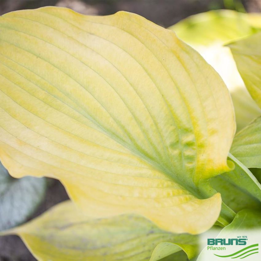 Hosta in Sorten von Bruns Pflanzen