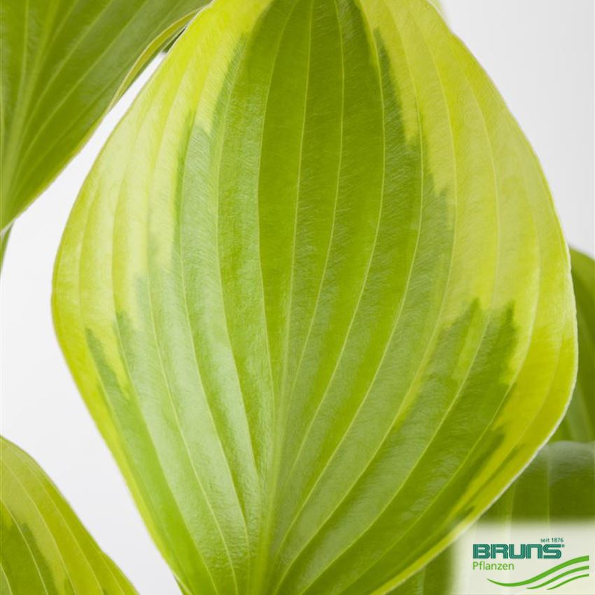 Hosta in Sorten von Bruns Pflanzen
