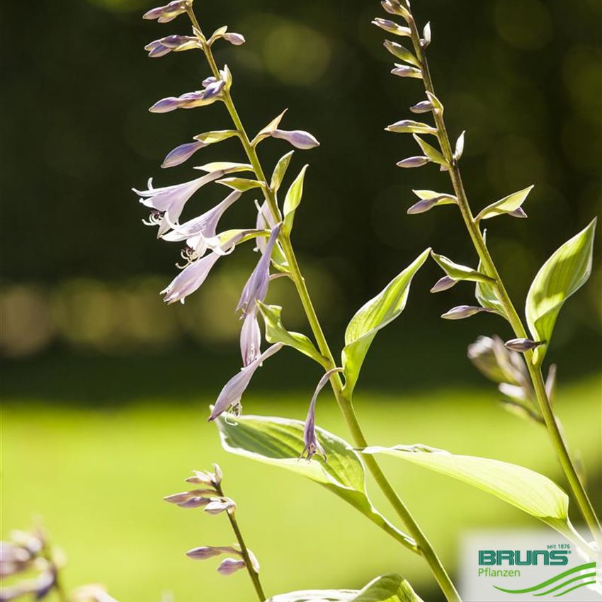 Hosta in Sorten von Bruns Pflanzen