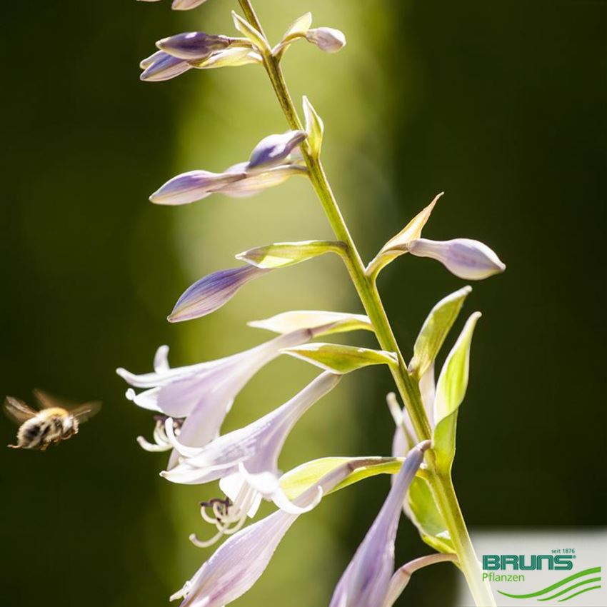 Hosta in Sorten von Bruns Pflanzen