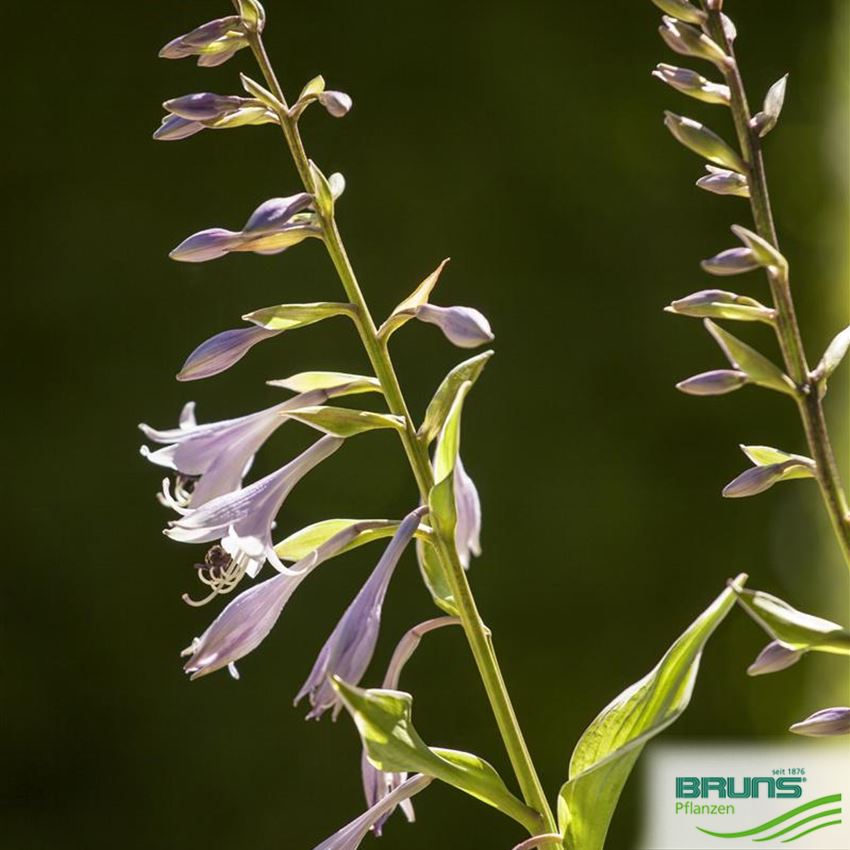 Hosta in Sorten von Bruns Pflanzen
