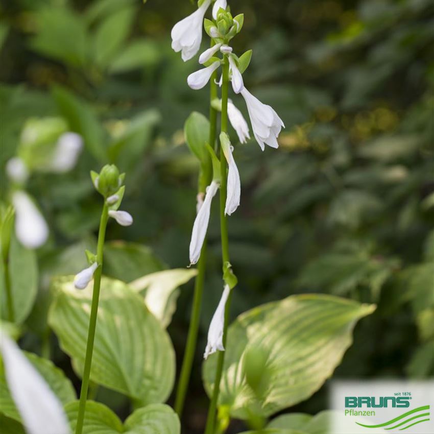 Hosta 'Royal Standard' von Bruns Pflanzen