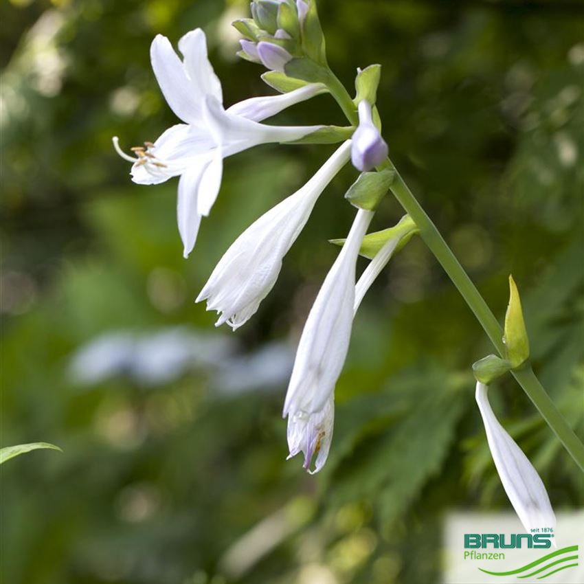 Hosta 'Royal Standard' von Bruns Pflanzen