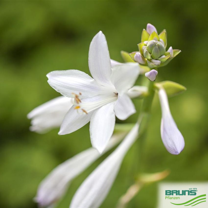 Hosta 'Royal Standard' von Bruns Pflanzen