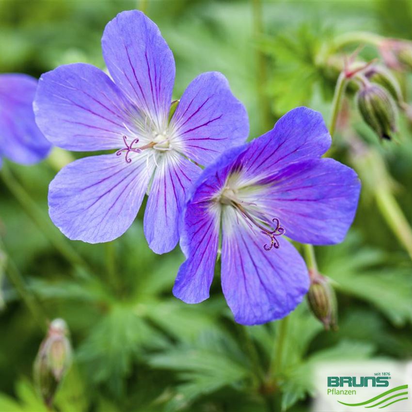 Geranium pratense, Wiesen-Strochschnabel von Bruns Pflanzen