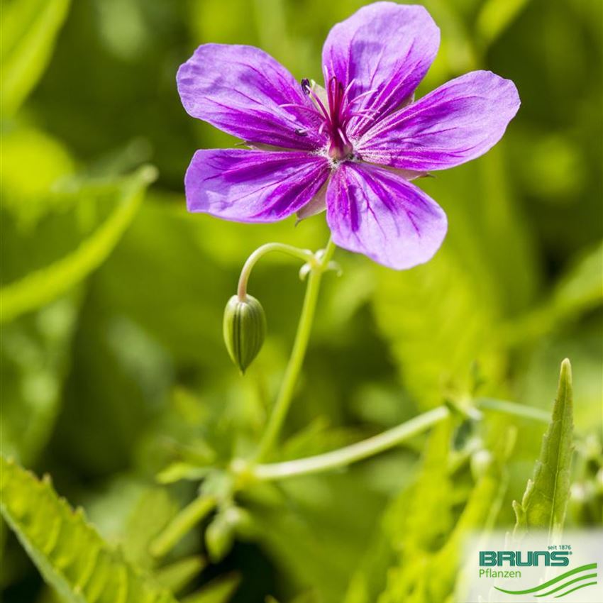 Geranium pratense, Meadow Cranesbill von Bruns Pflanzen