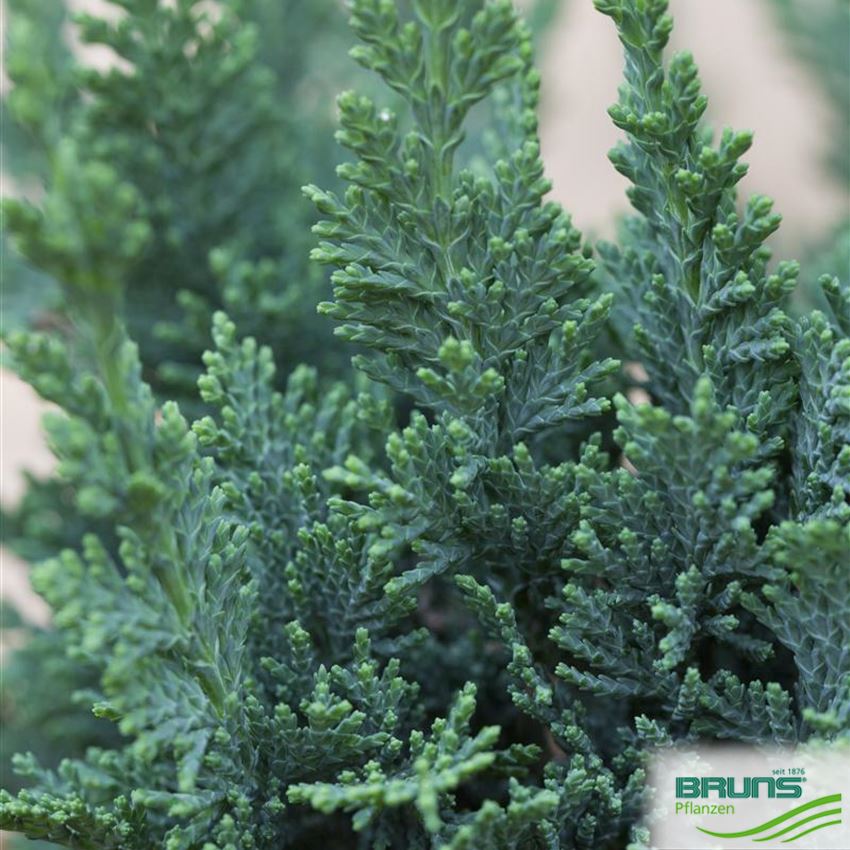 Chamaecyparis lawsoniana 'Wisselii' von Bruns Pflanzen