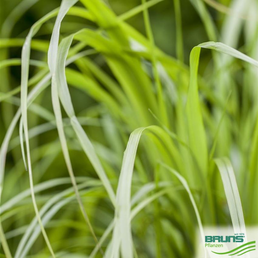 Calamagrostis arundinacea var. brachytricha, Diamantgras von Bruns Pflanzen