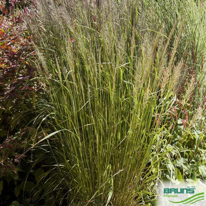 Calamagrostis arundinacea var. brachytricha, Diamantgras von Bruns Pflanzen