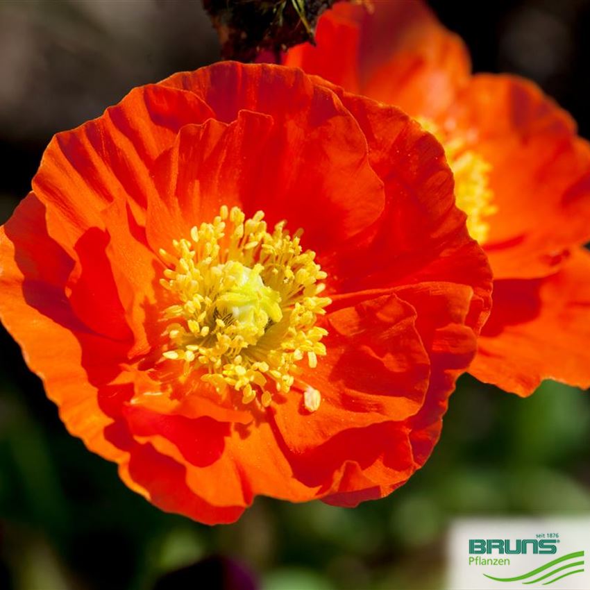 Papaver nudicaule, Artic poppy von Bruns Pflanzen