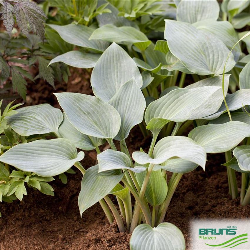 Hosta x tardiana 'Halcyon', Trauben-Funkie von Bruns Pflanzen
