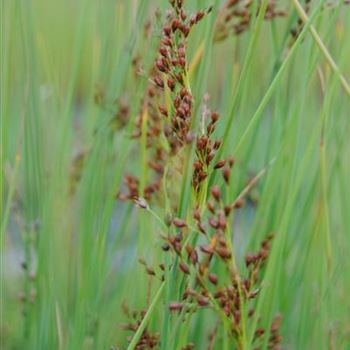 Juncus effusus, jonc diffus von Bruns Pflanzen