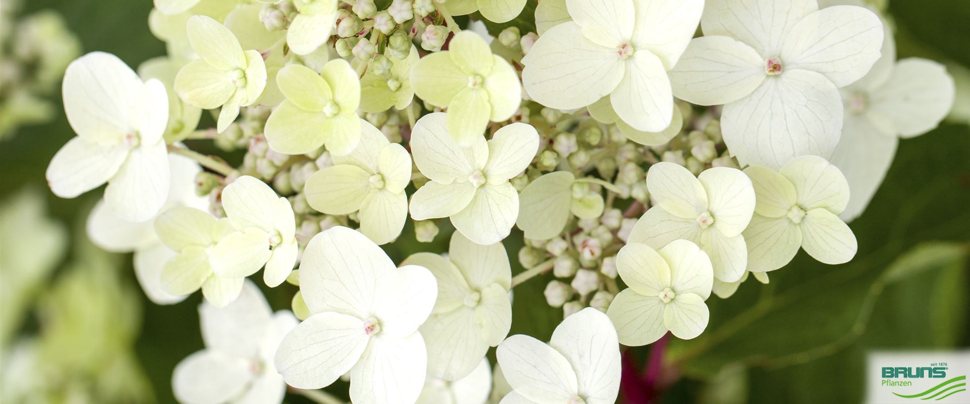 Hydrangea paniculata 'Vanilla Fraise' von Bruns Pflanzen