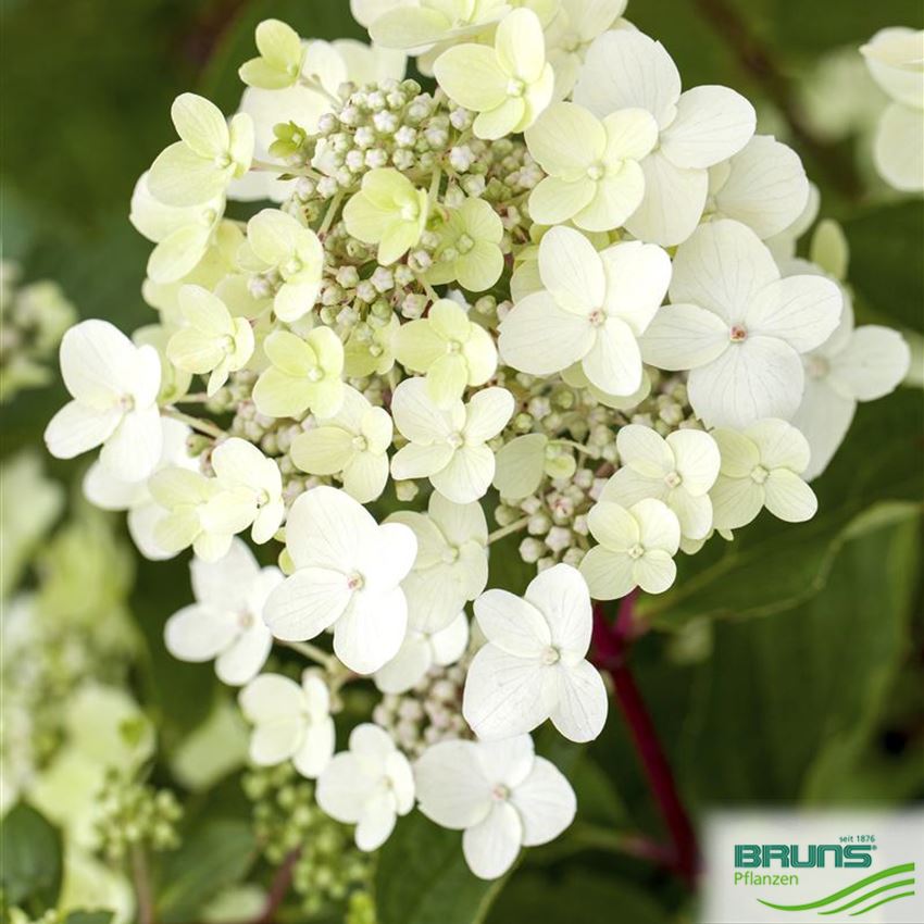 Hydrangea paniculata 'Vanilla Fraise' von Bruns Pflanzen