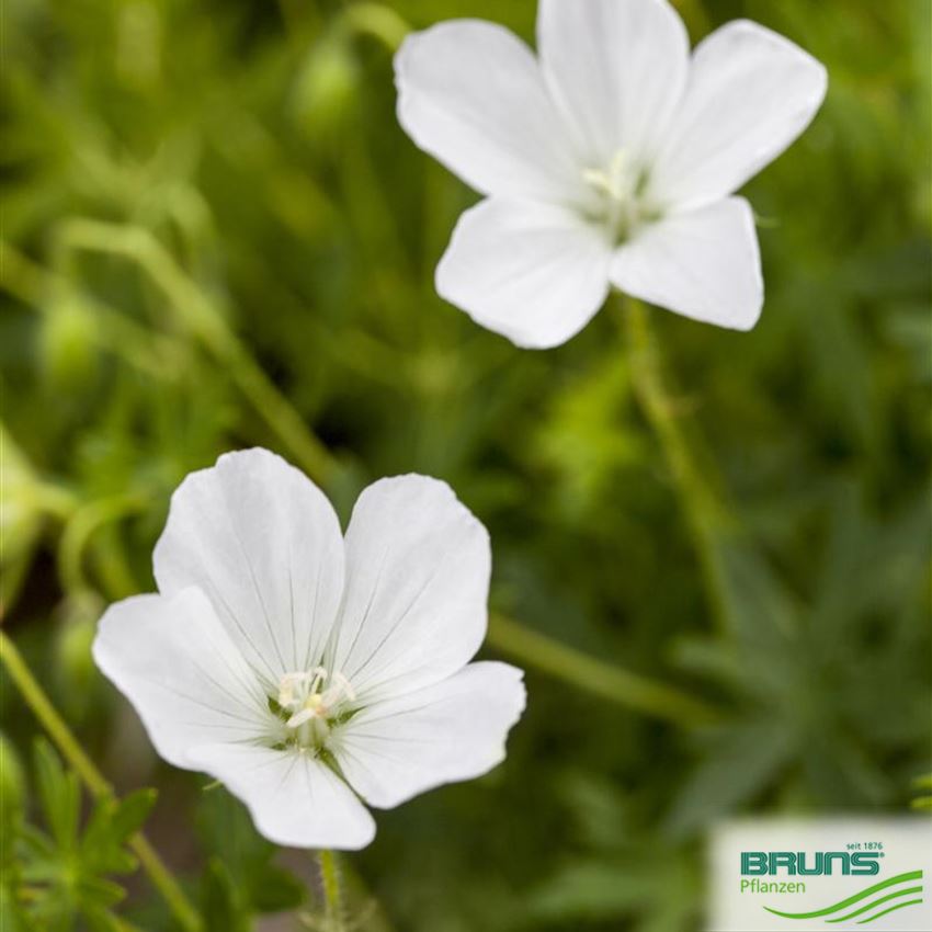 Geranium sanguineum 'Album' von Bruns Pflanzen